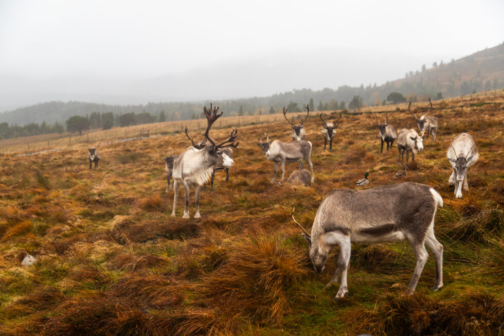 Visit the Reindeer at Cairngorms National Park Scotland - Green Eyed ...